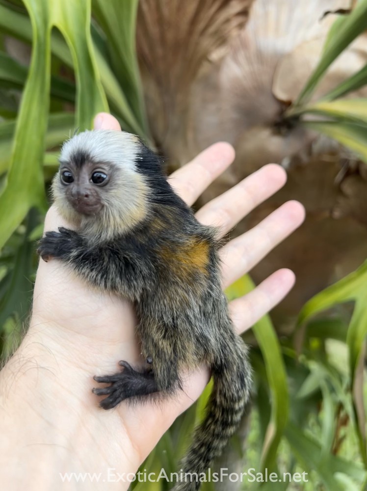 Geoffroy Marmoset Male for Sale