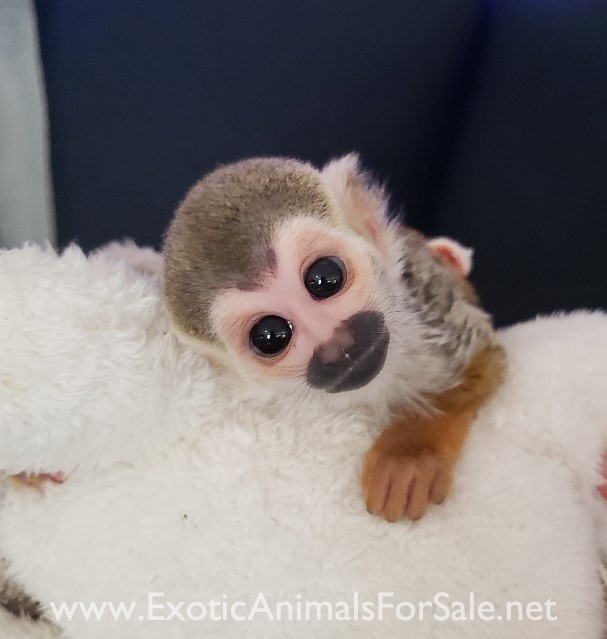 BABY SQUIRREL MONKEYS for Sale
