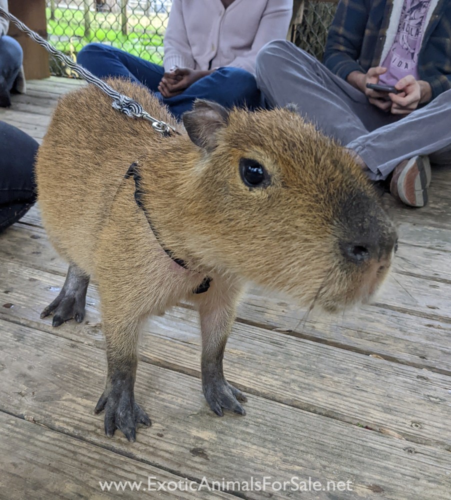 Capybaras For Sale