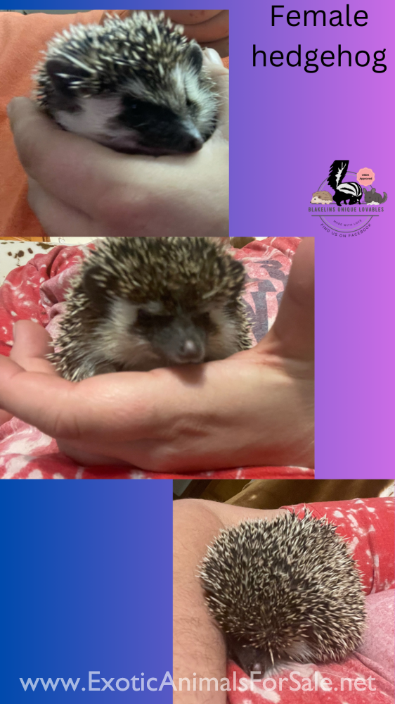 Hedgehogs For Sale