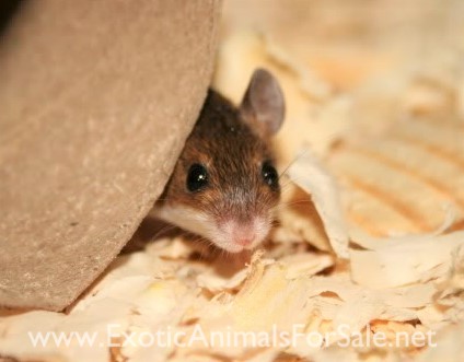 African Pygmy Mice - Unrelated Pairs for Sale