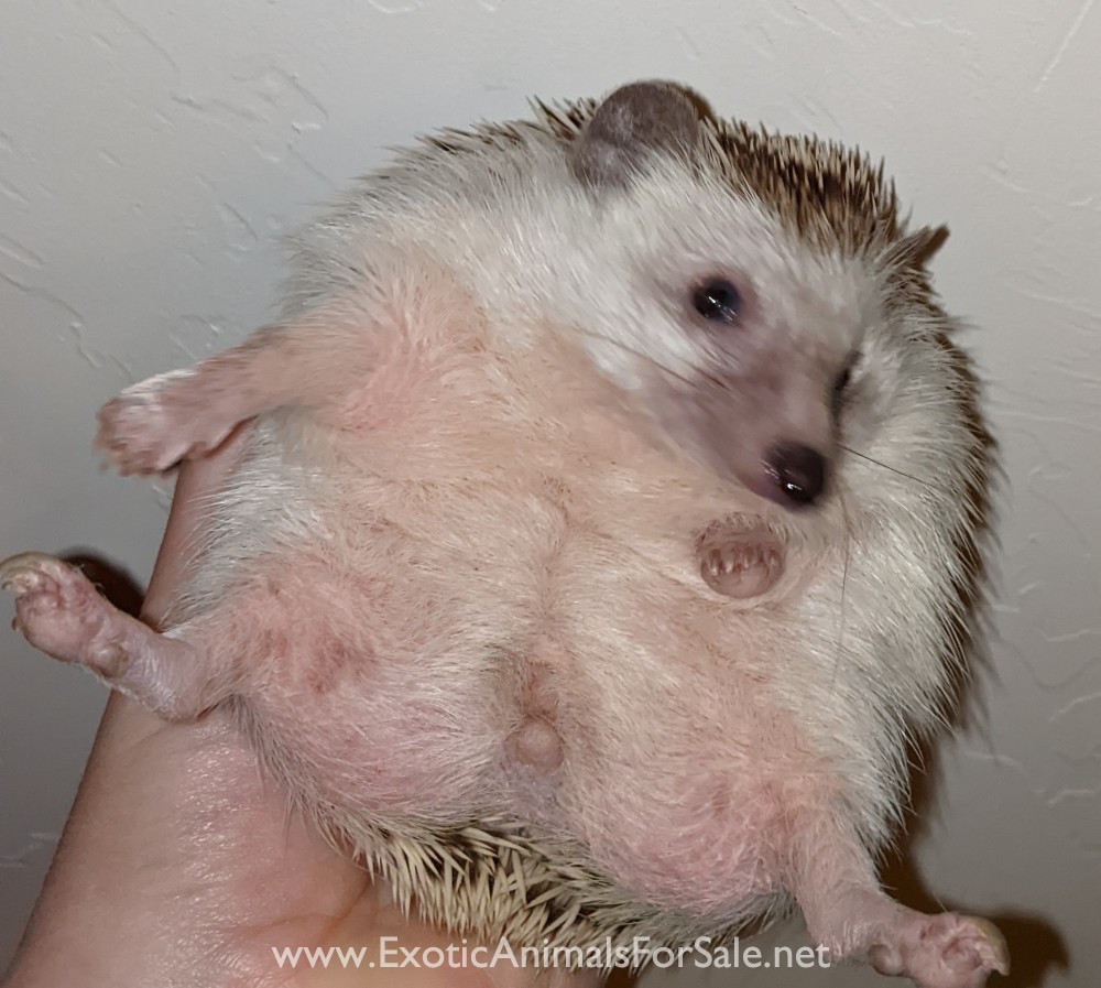 Two Female Hedgehogs with Cage - Located in Oklahoma for Sale