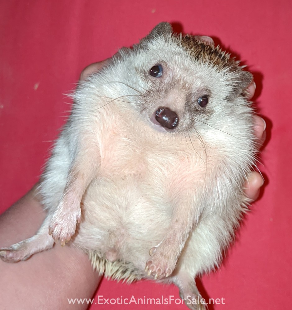 Two Female Hedgehogs with Cage - Located in Oklahoma for Sale