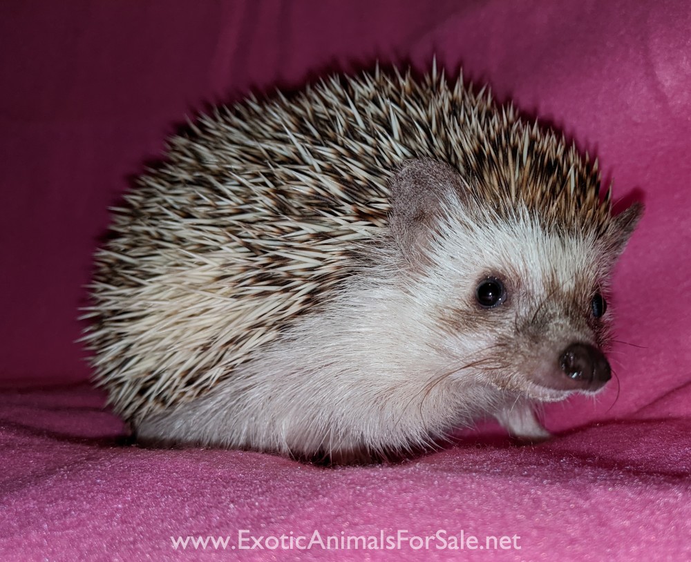 Adult Female Hedgehog - Located in Oklahoma for Sale