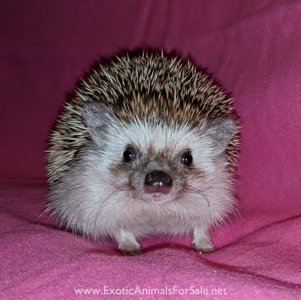 Adult Female Hedgehog - Located in Oklahoma for Sale