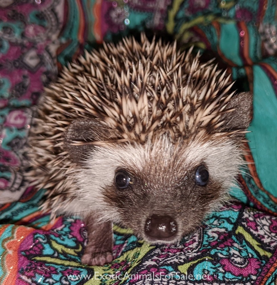 Baby Hedgehogs! Located in Oklahoma for Sale