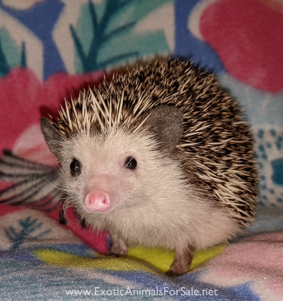 Female Hedgehog with Cage - Located in Oklahoma for Sale