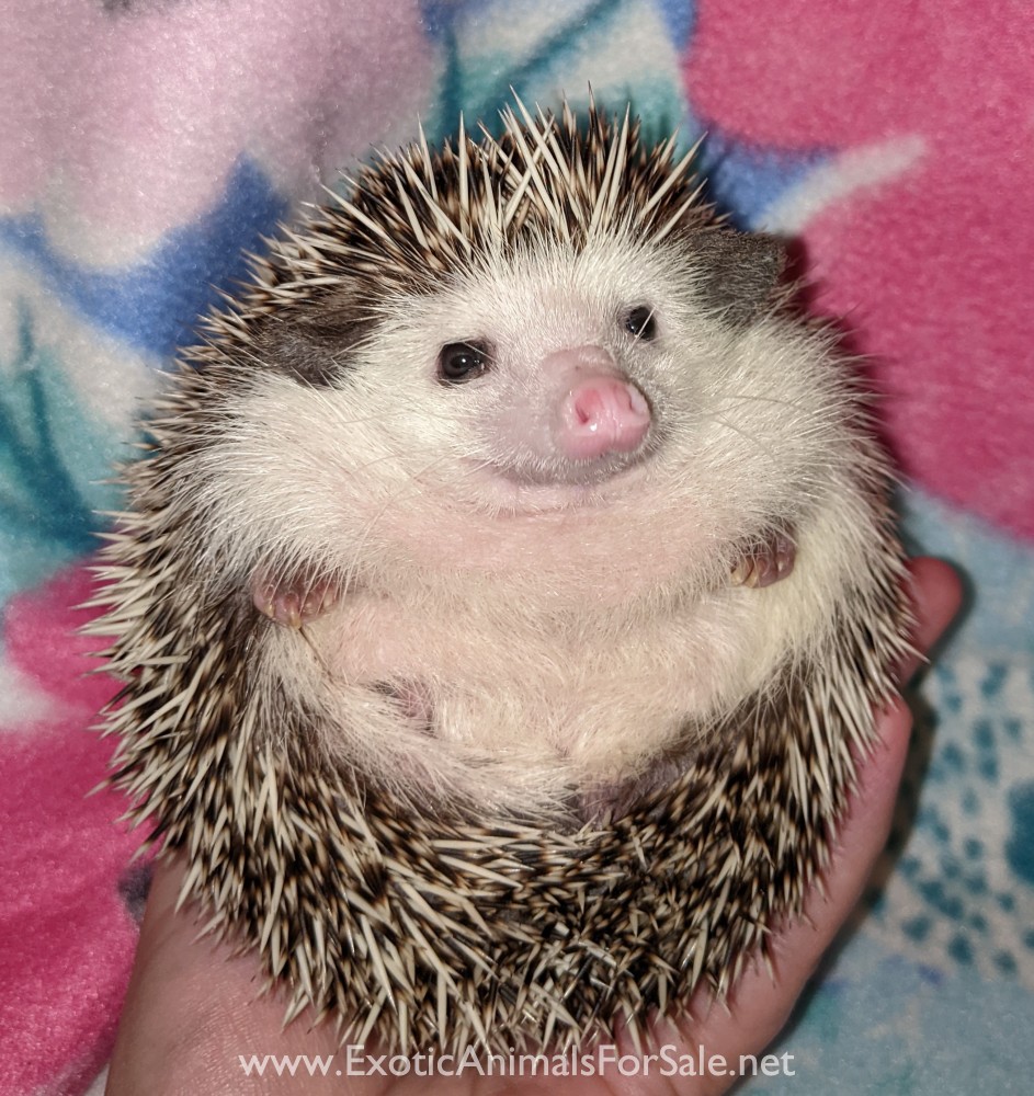Female Hedgehog with Cage - Located in Oklahoma for Sale