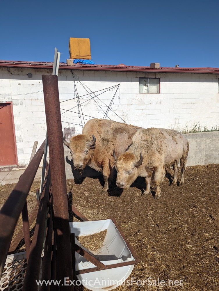 Golden bison bull for Sale