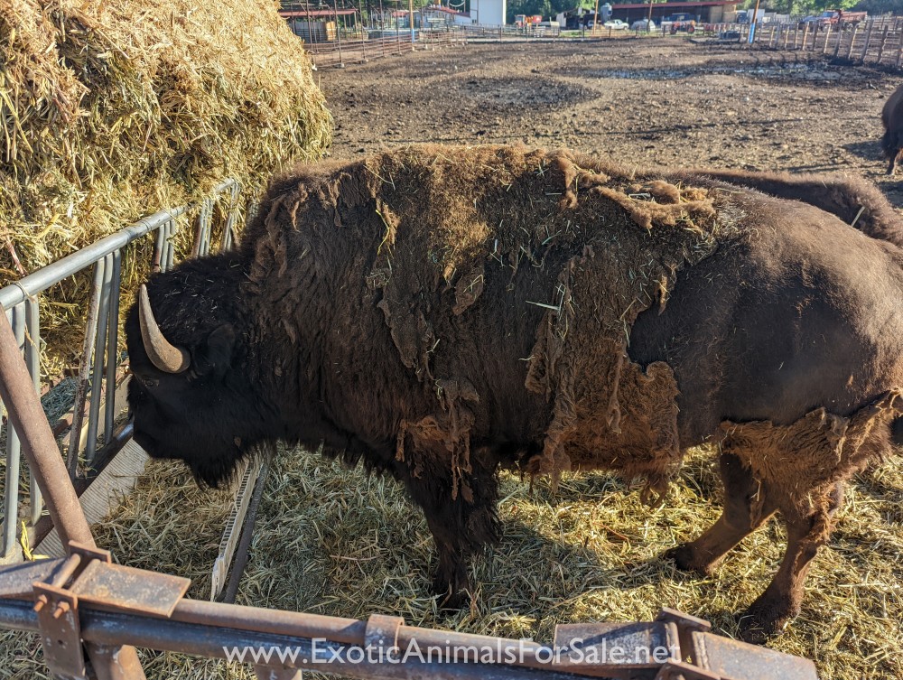 Golden bison bull for Sale