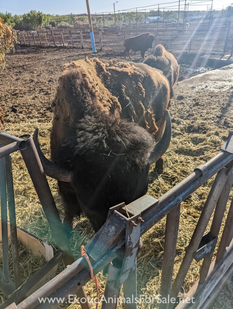 Golden bison bull for Sale