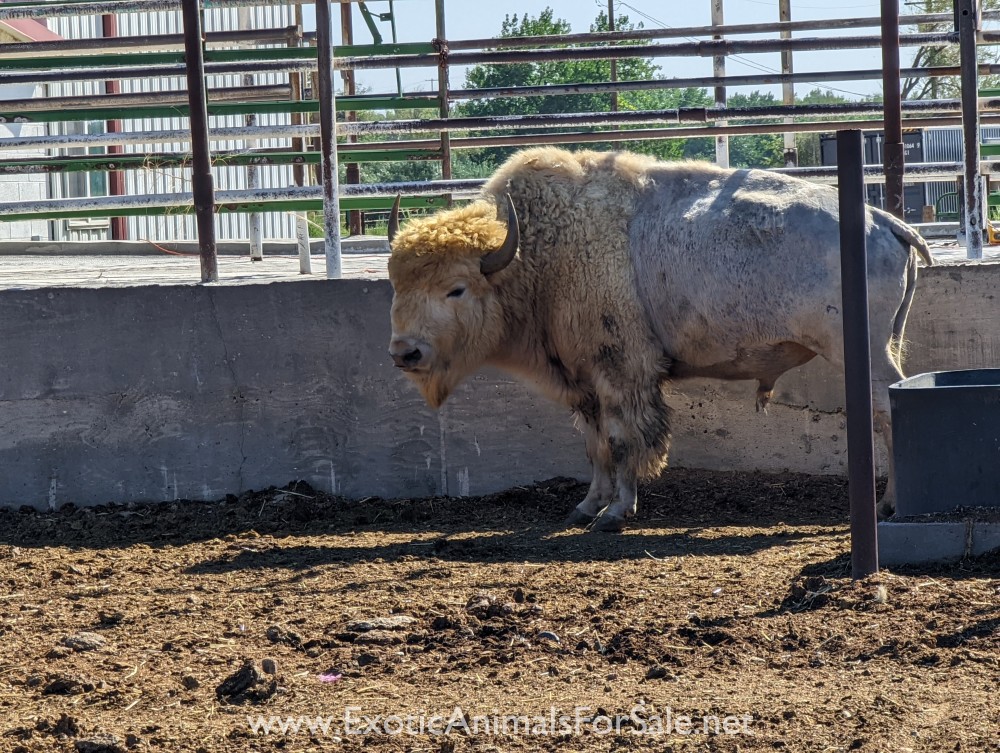 Golden bison bull for Sale