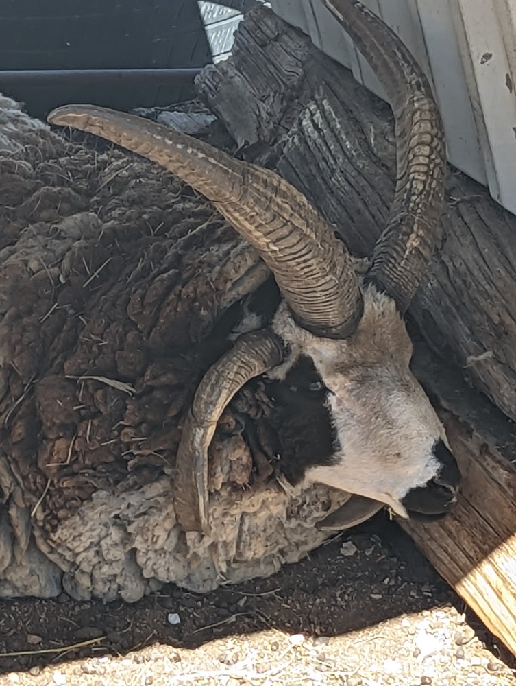 Jacobs Rams for Sale