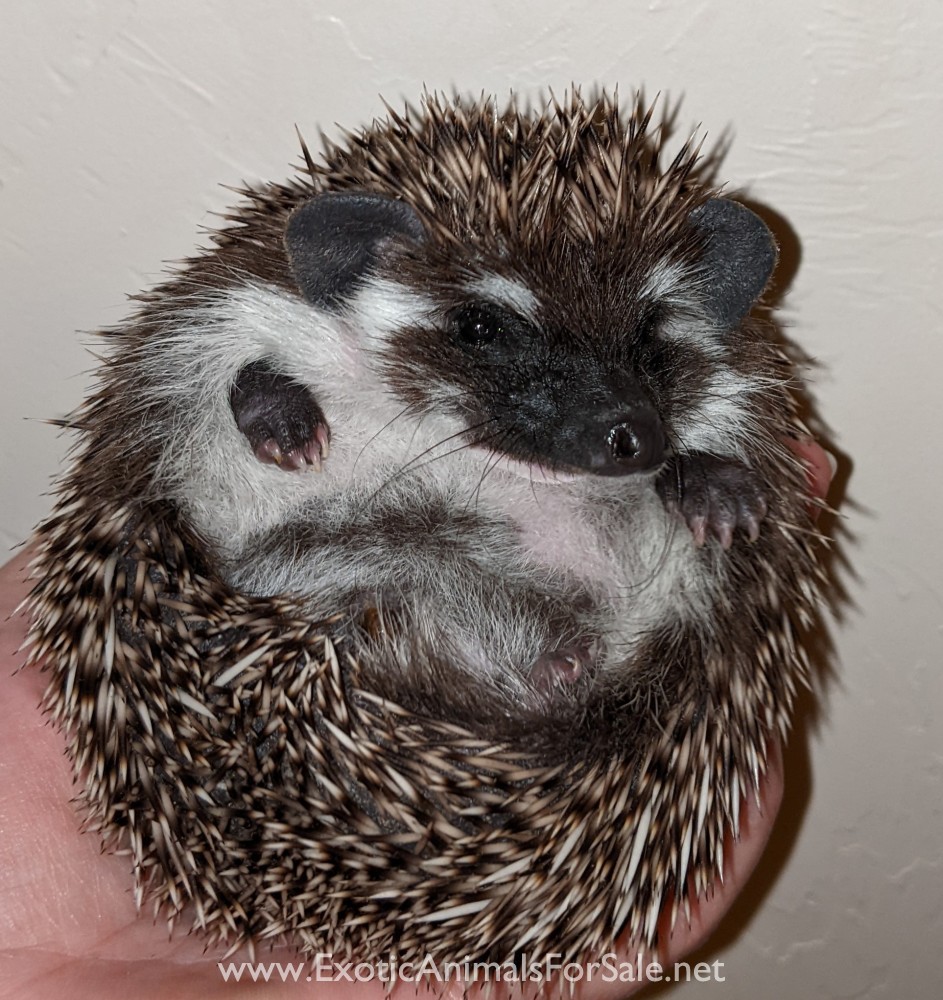 Female Baby Hedgehog - Located in Oklahoma for Sale