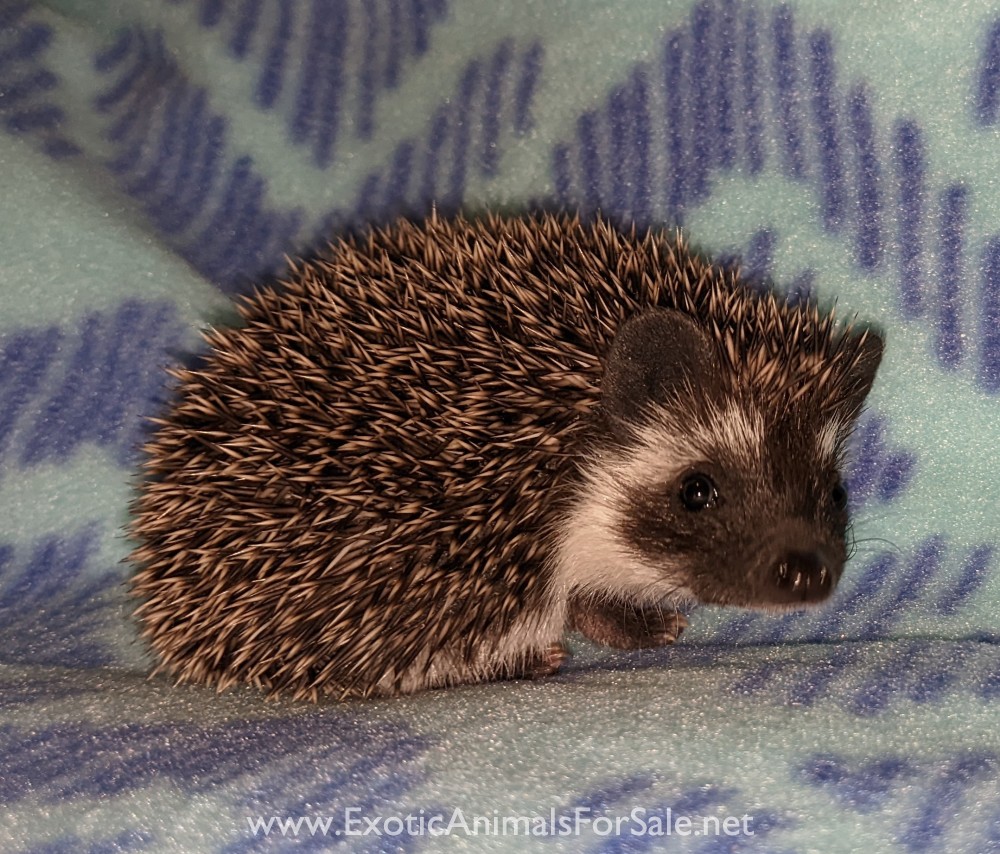 Baby Hedgehogs - Located in Oklahoma for Sale