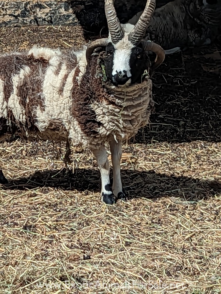 Jacobs Rams for Sale