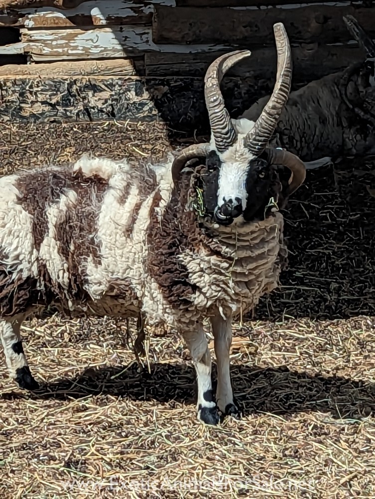 Jacobs Rams for Sale