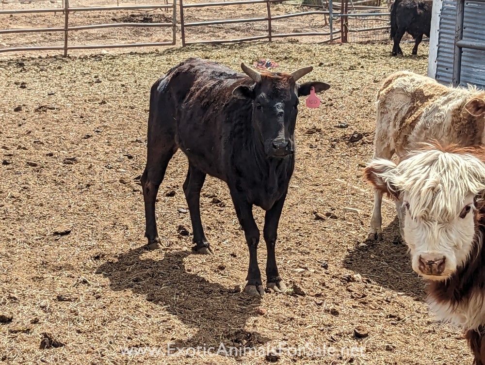 Miniature zebu cattle for Sale