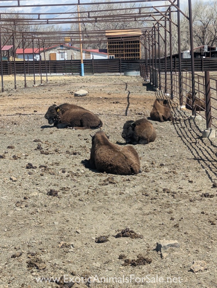 Yearling female bison for Sale