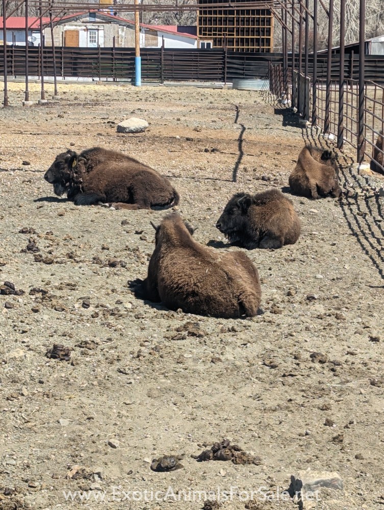 Yearling female bison for Sale