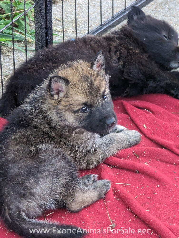 Wolfdog Puppies Available Now for Sale