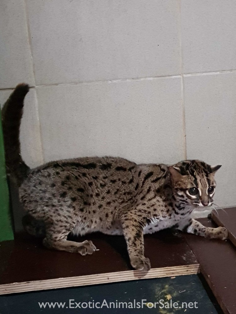 Leopard Cat For Sale