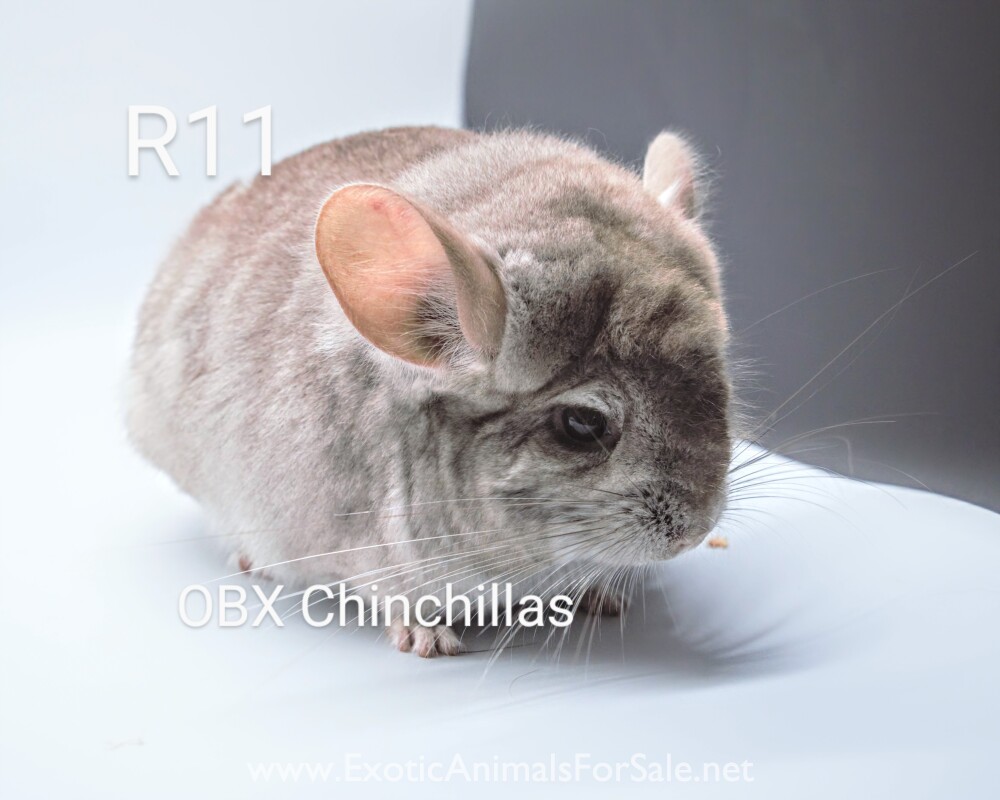Chinchillas For Sale