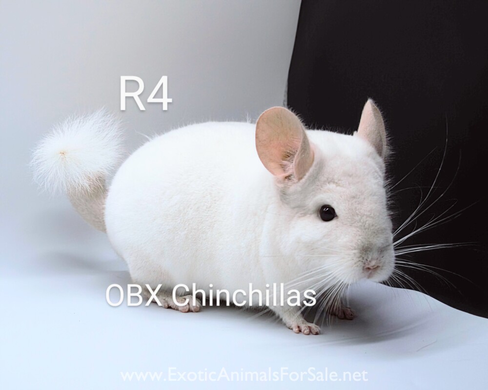 Chinchillas For Sale