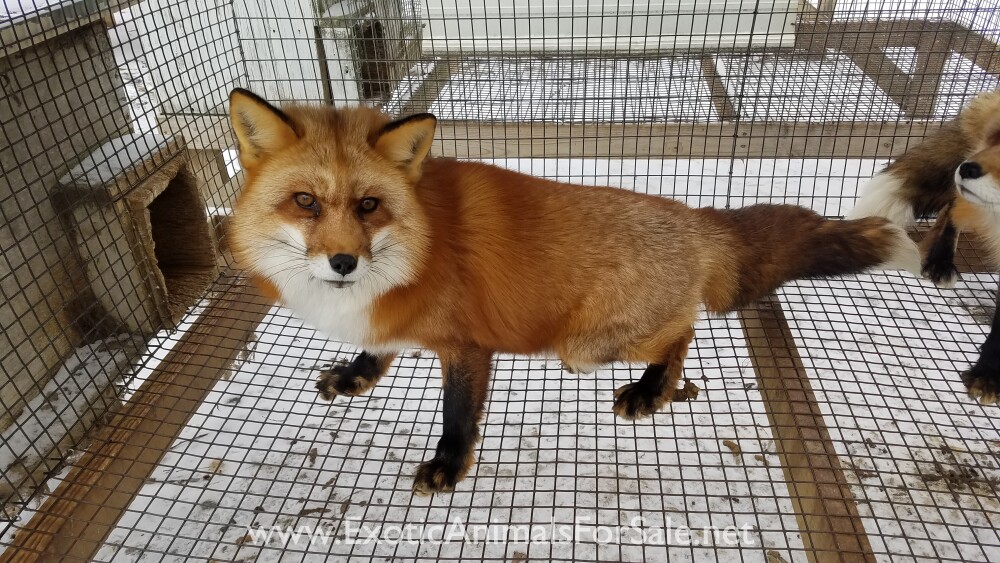 Foxes For Sale