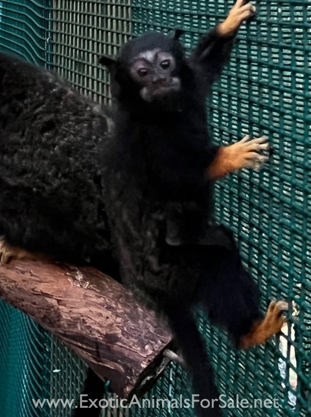 Red Handed Tamarin for Sale
