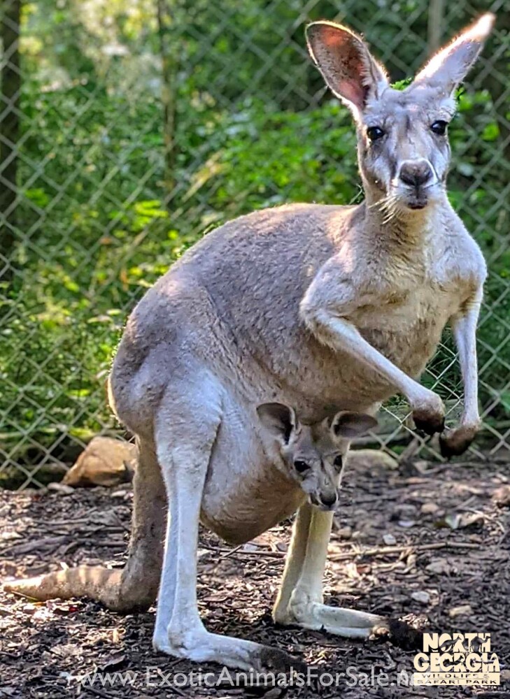 Kangaroos For Sale