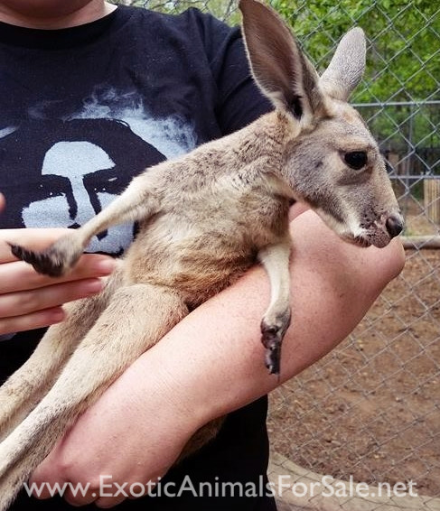 Kangaroos For Sale