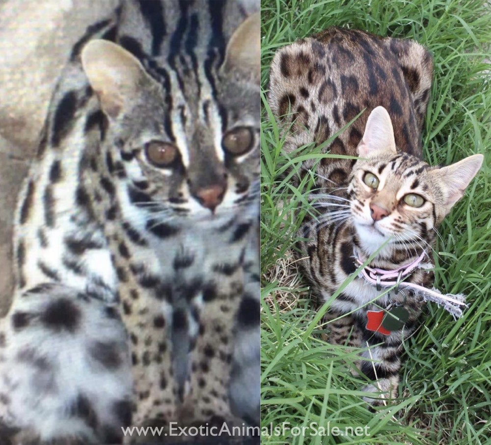 75% asian leopard cat for Sale