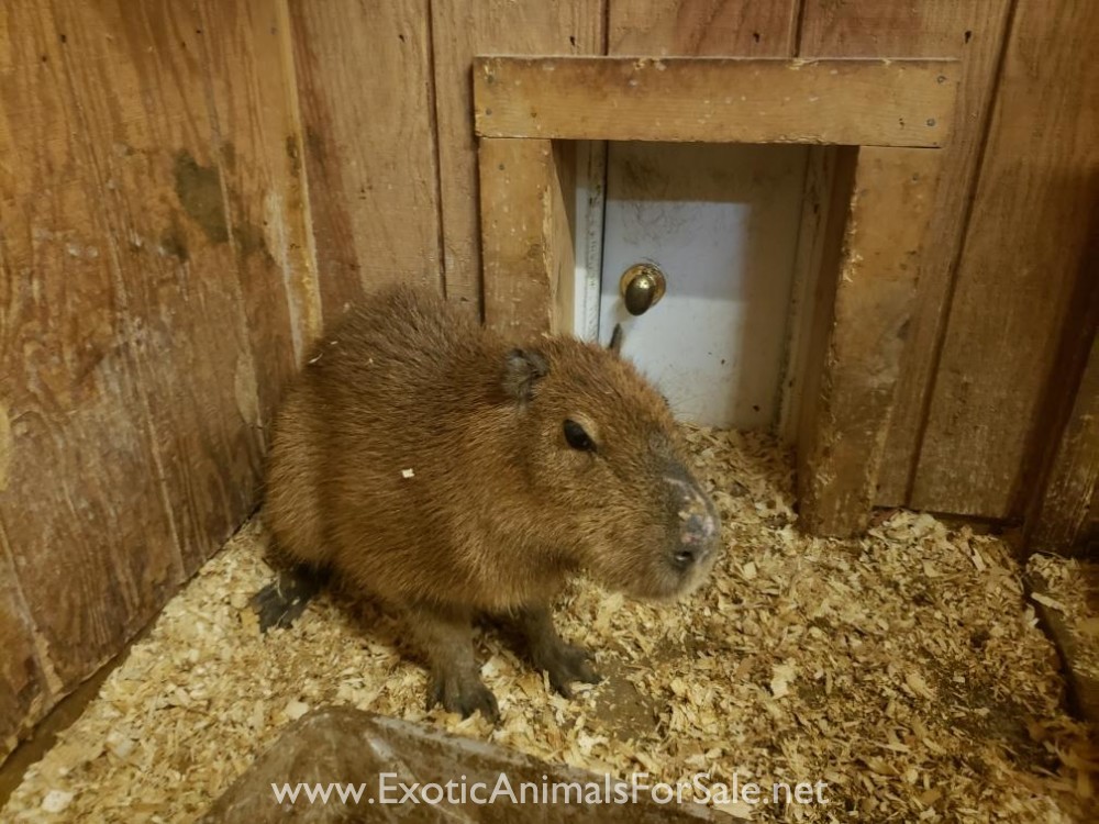 Juvenile capybara for Sale