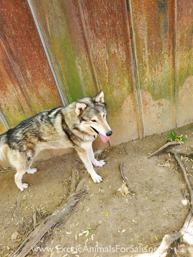 Hybrid puppies for Sale