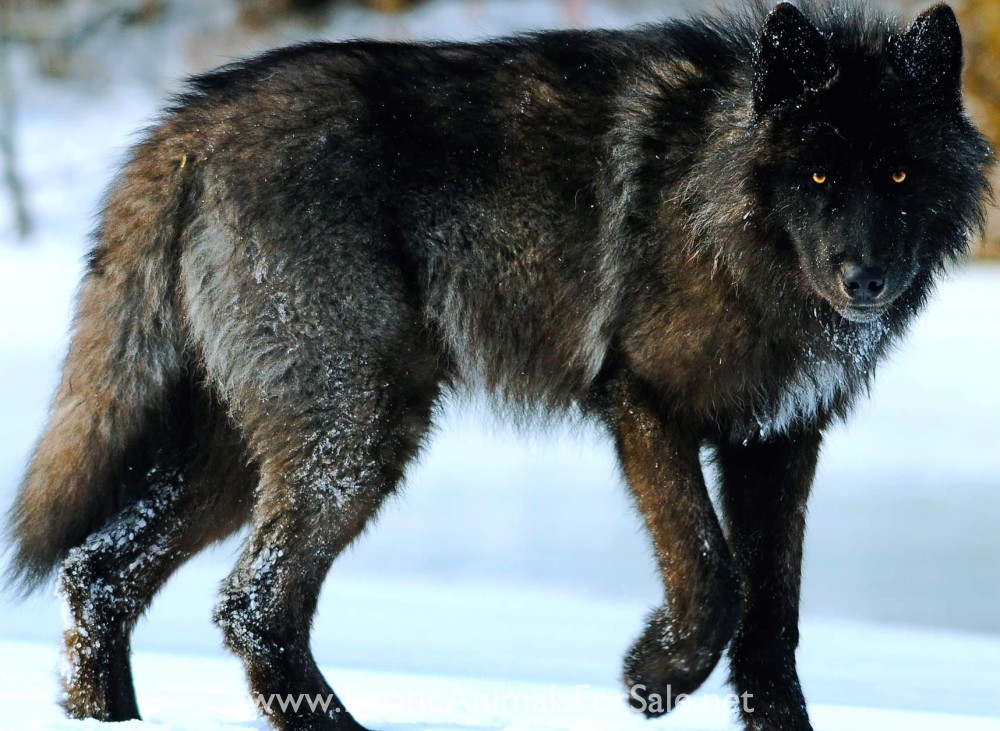 Black Wolf German Shepherd Mix