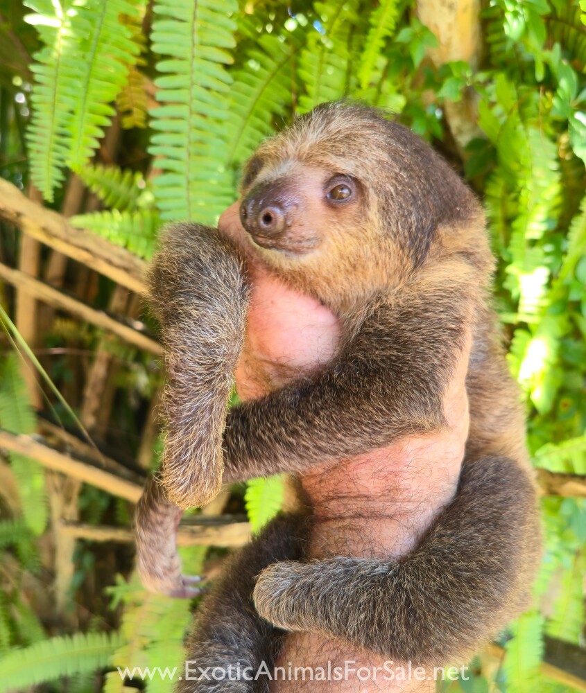 CAPTIVE BRED HAND RAISED BABY TWO TOED SLOTH for Sale