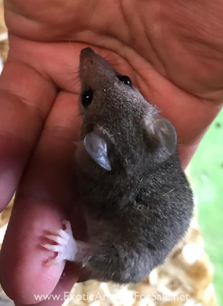 Baby Short Tailed Opossums for Sale