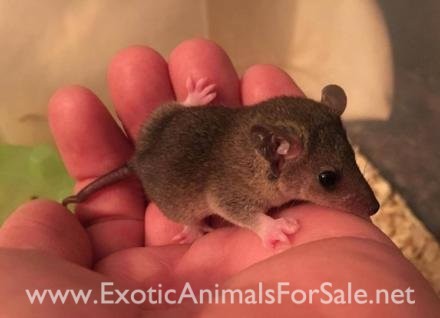 Brazilian Short-Tailed Opossums for Sale