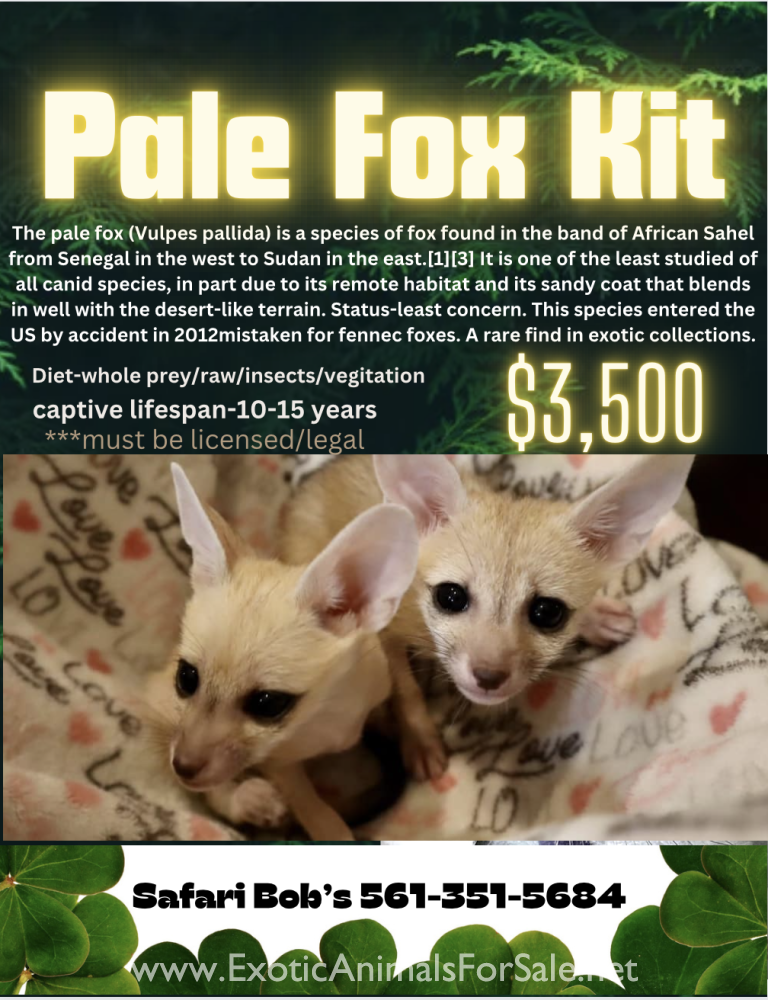 Pale Fox Kit (F) for Sale