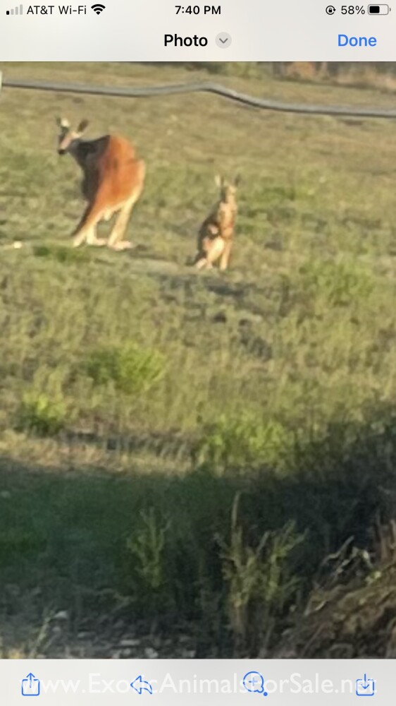 Kangaroos For Sale