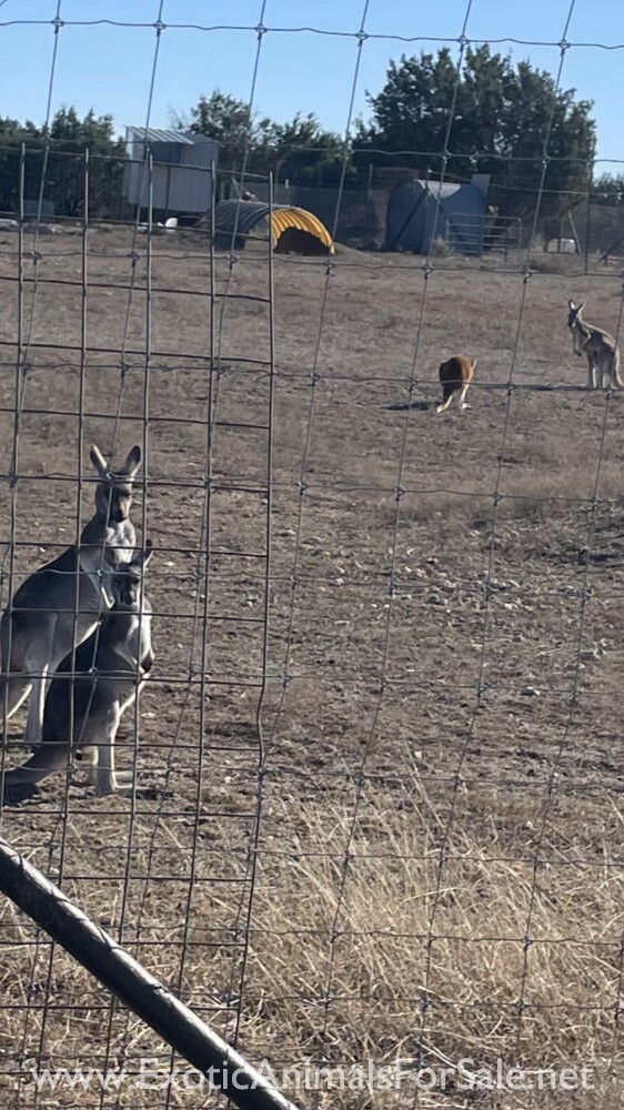 Kangaroos For Sale