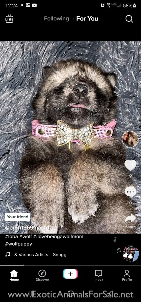 Arctic and timber wolves for Sale