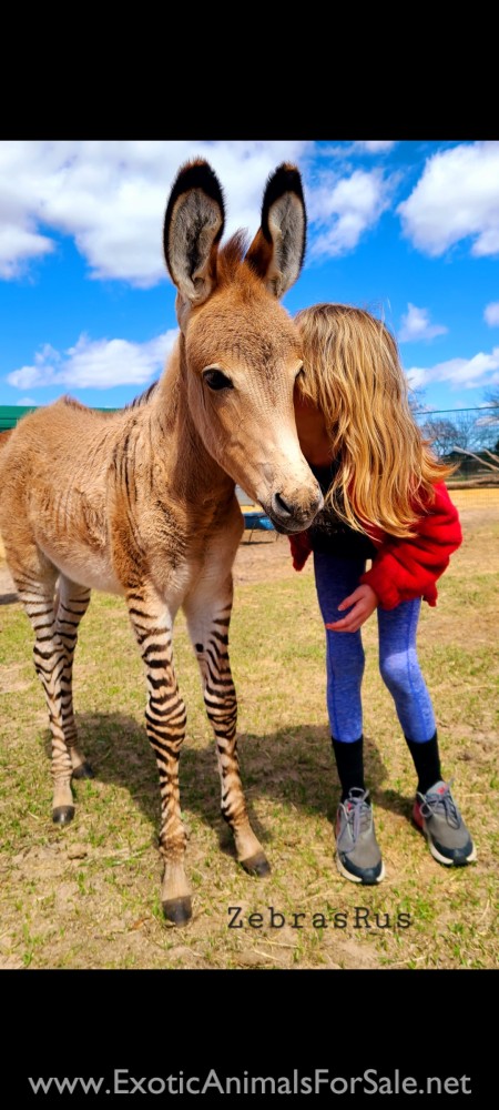 Zedonk Zonkey for Sale