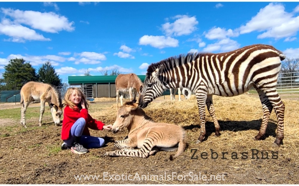 Zedonk Zonkey for Sale