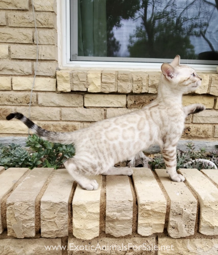 GENTRY male mink bengal kitten for Sale