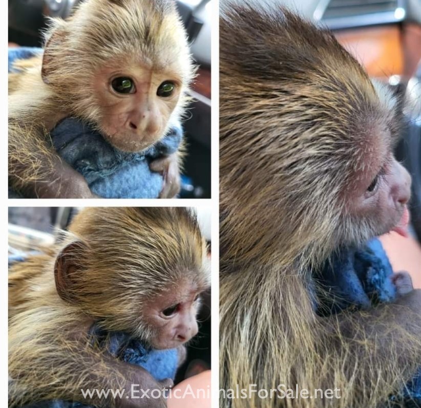 RARE CINNAMON CAPUCHIN MALE for Sale