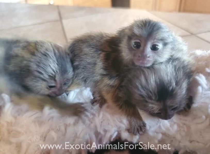 Marmoset babies for Sale