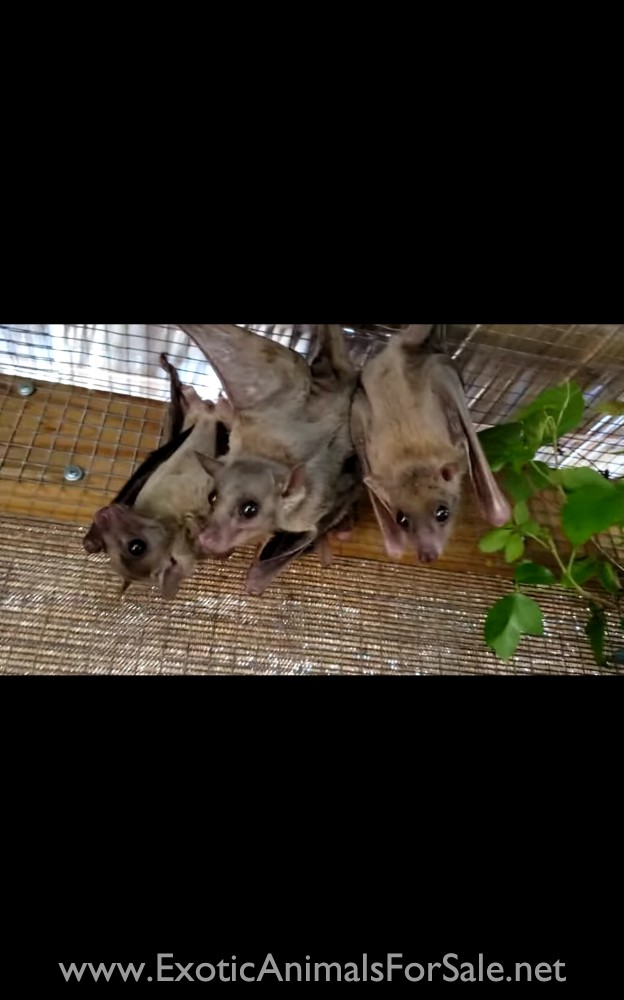 Egyptian Fruit Bats For Sale