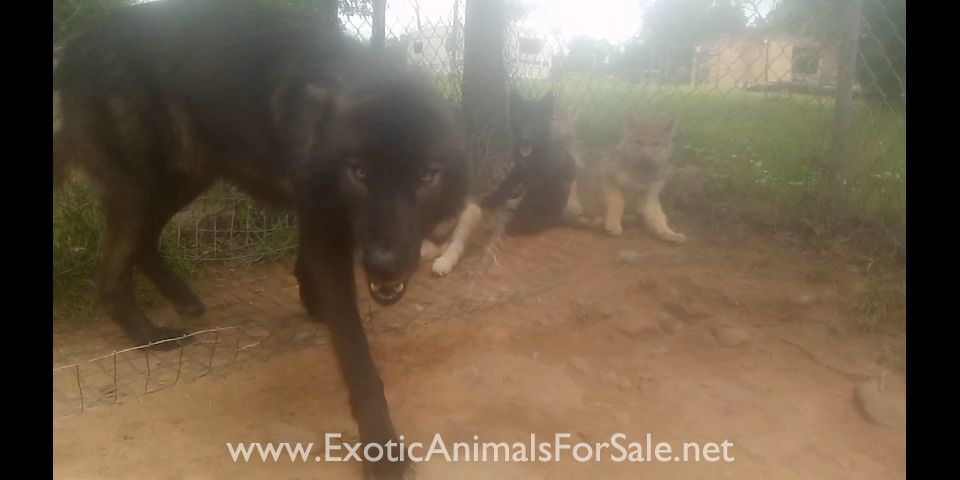 Beautiful WOLFDOG Pups... 7 weeks old. Ready for their Forever Families ...